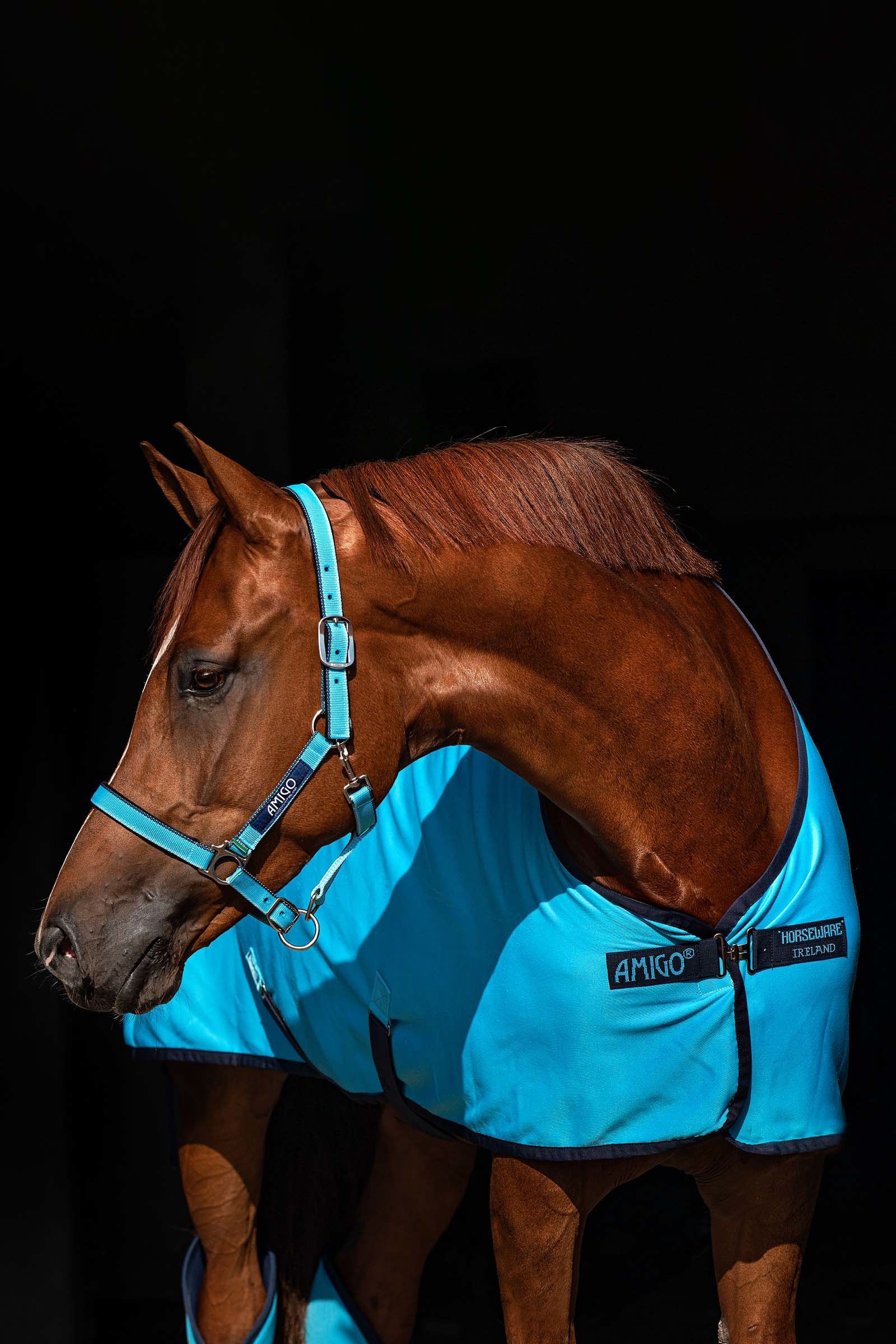 Amigo Halster Delphinium Blue / Navy P – horze