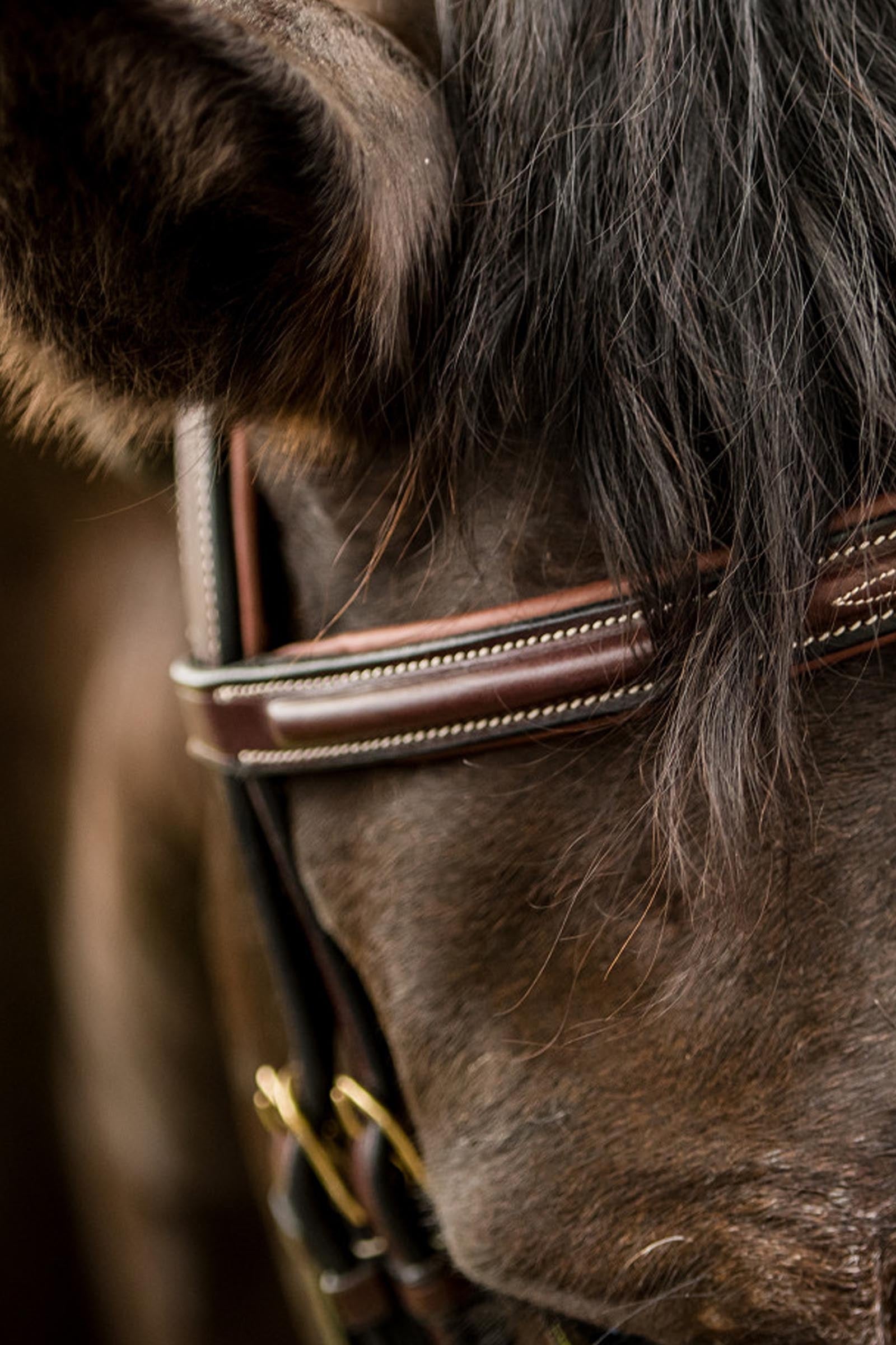 Calgary Combined Noseband Bridle Brown/Gold C – horze